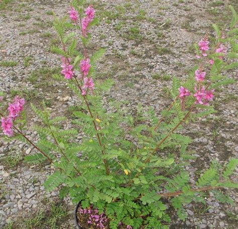 INDIGOFERA gerardiana Pépinières Ripoche Nantes Divatte sur Loire