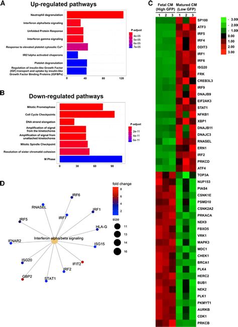 Bulk RNA Sequencing Analysis Of Differential Expressed Genes And