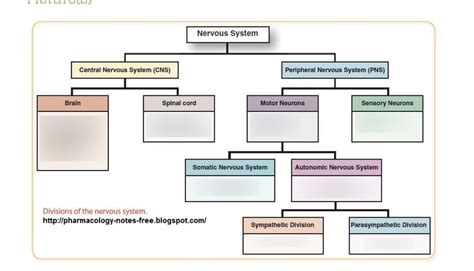 Subdivisions Of Nervous System Diagram Quizlet
