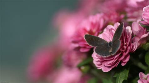 Beautiful Pink Butterfly Wallpaper Pink Flower Wallpapers