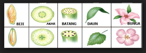 Ciri Ciri Perbedaan Tumbuhan Monokotil Dan Dikotil Jurnal
