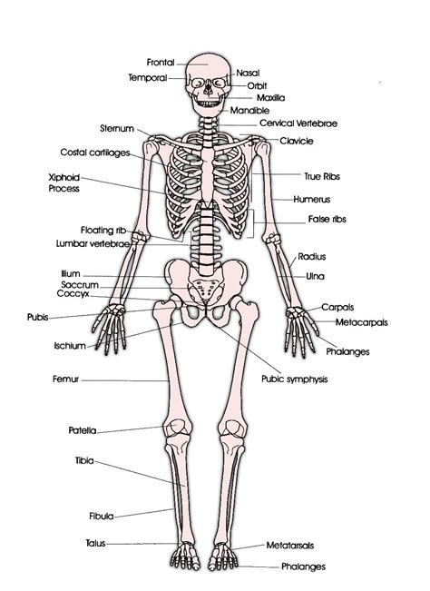 Labelled Diagram Of The Skeletal System Human Skeletal Syste