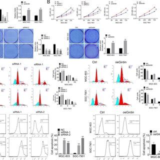 Knockdown Of Girdin Inhibits Cell Proliferation And Promotes Cell