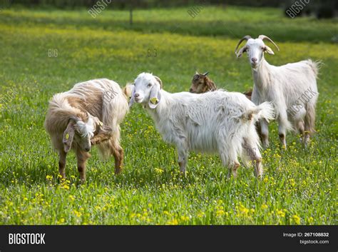 Goat Field Free Image And Photo Free Trial Bigstock