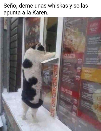 Memes de karen y el gato parte 5 Memes en Español la mejor