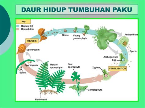 Buatlah Skema Daur Hidup Tumbuhan Paku Homospora Ruang Ilmu