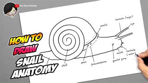 How To Draw Snail Anatomy YouTube