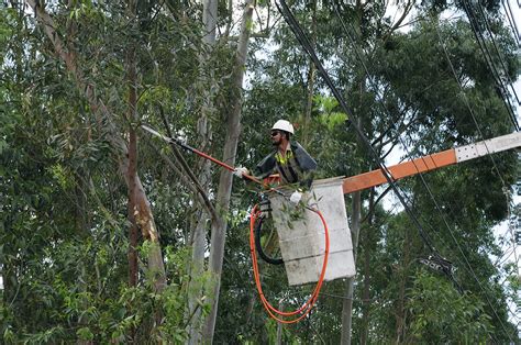 Serviços de poda de árvores são intensificados Notícias