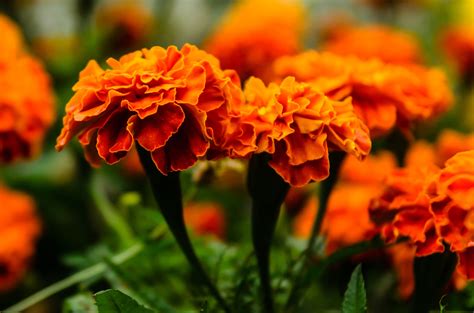 Conoce Los Usos Medicinales De La Flor De Cempas Chil