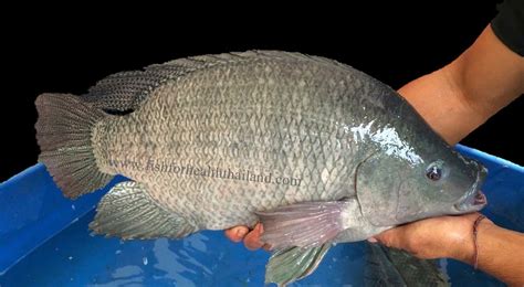 Cara Membuat Umpan Mancing Ikan Nila Liar Paling Jitu Terbaru