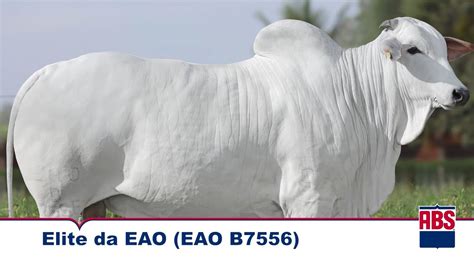 ELITE DA EAO EAO B7556 Touro Nelore ABS YouTube
