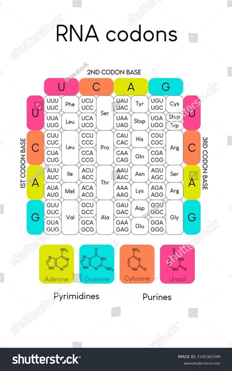 Rna Amino Acid Chart