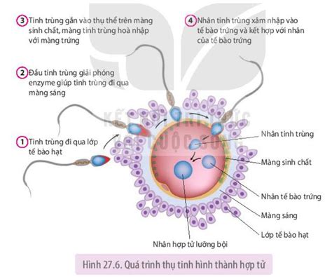 Quá trình thụ tinh diễn ra như thế nào