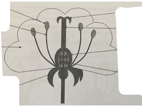 BIO Flower Diagram Quizlet