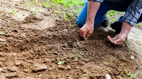 Ventajas y desventajas de la agricultura ecológica