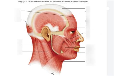 Muscles Of Head Neck Diagram Quizlet