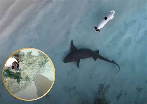 Un chien et un requin font de l océan leur terrain de jeu dans une