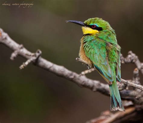 Bay County Audubon Societys Nature Connection 2024 Program