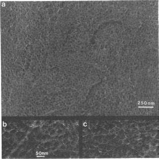 Em Of Ehs Tumor Basement Membrane The Ehs Tumor Matrix Was Vitreous