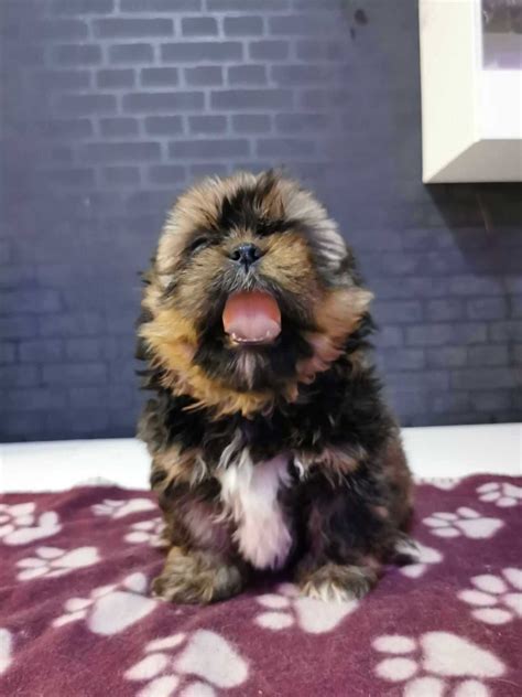 Szczeniak Shih tzu piesek Sława OLX pl