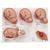 Modelo De Las Fases Del Parto 3B Smart Anatomy 1001259 3B