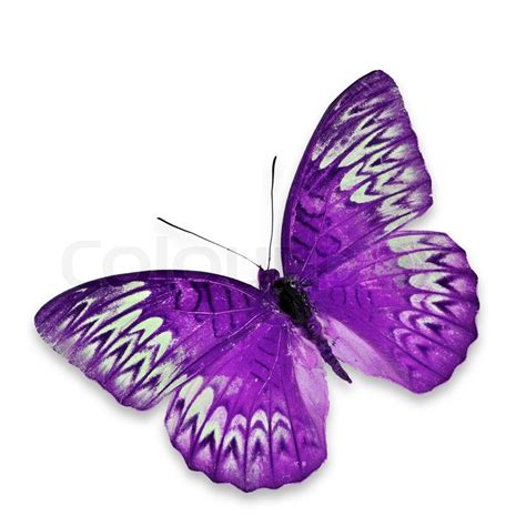 Purple Butterfly Stock Foto Colourbox