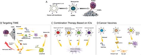 Frontiers Cancer Cell Membrane Wrapped Nanoparticles For Cancer