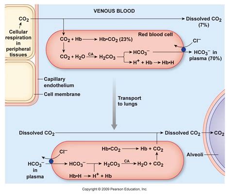 Oxygen And Carbon Dioxide Transport In The Blood