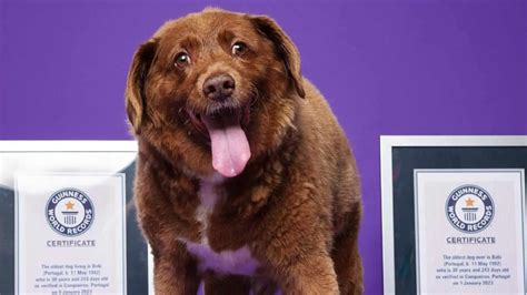 Muere Bobi el perro más longevo de la historia a los 31 años La Voz