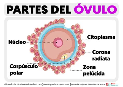Count Descubre Cómo Aplicar Correctamente Un Óvulo Con Los Dedos