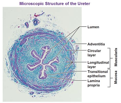 The Urinary System Ureter And Urinary Bladder Antranik Org