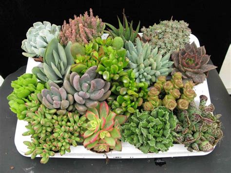 PLANTAS SUCULENTAS Tipos Preços Valores Como cuidar