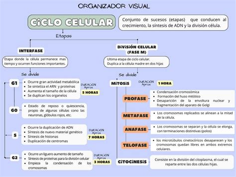 Ciclo Celular DG UDocz