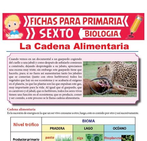 La Cadena Alimentaria Para Sexto De Primaria Actividades Educativas