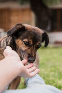 Requisitos para adoptar un perro Qué debo hacer para lograrlo