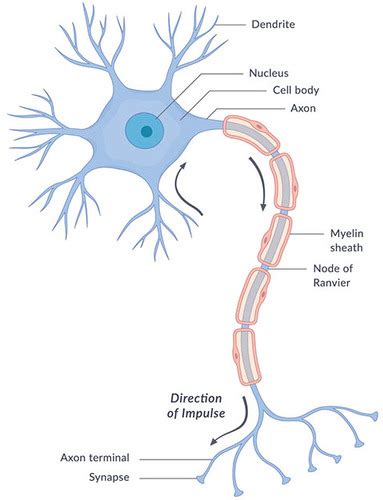 Nervous Tissue Flashcards Quizlet