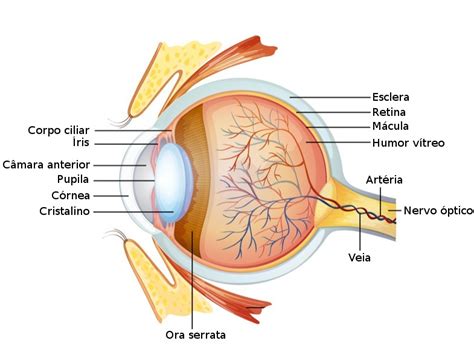 Globo Ocular Olhos Anatomia Humana Infoescola
