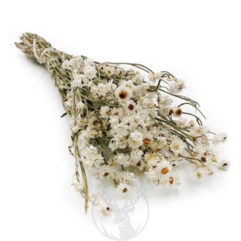 Złociszek Suszony wiekuistka Premium Ammobium alatum Naturalny