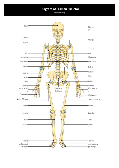 Detailed Skeleton Diagram With Labels