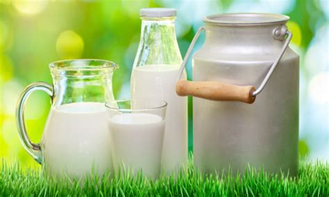 La Leche Engorda Descubre La Verdad