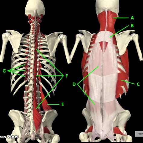 Anatomy Spine Muscles Diagram Quizlet