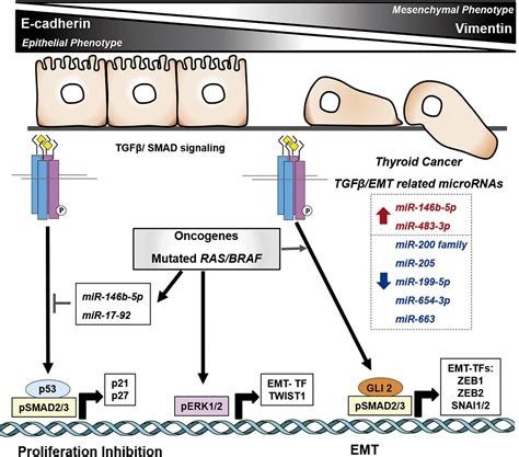 SciELO Brasil Interplay of TGFβ signaling and microRNA in thyroid
