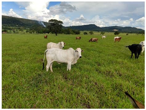 Alturas de manejo para o Capim Braquiarão Pasto Ciência