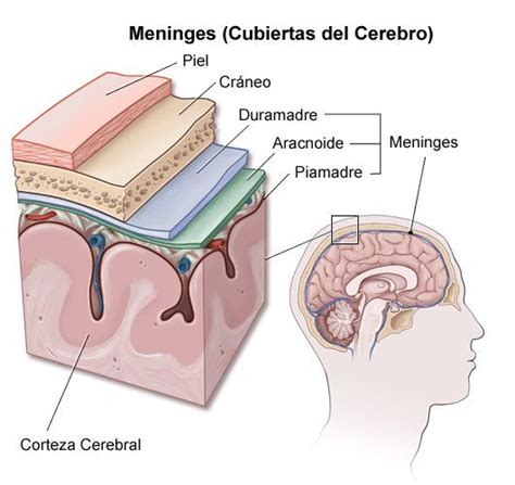 Meningitis Síntomas causas diagnóstico y tratamiento Saluteca