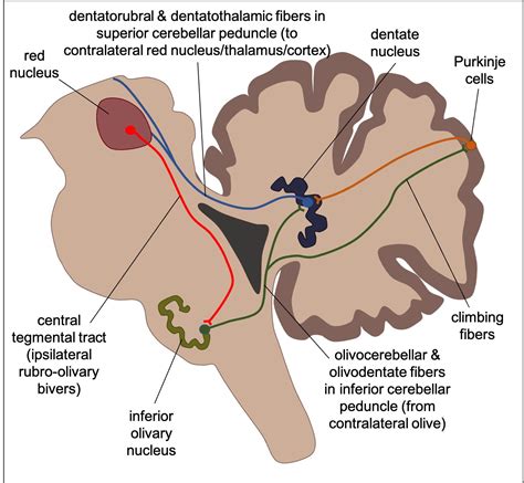 Purkinje Fibers Cerebellum