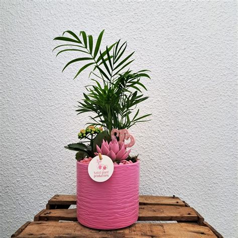 Cesta De Plantas Floristeria Pamplona