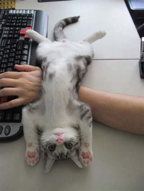Cosas que pasan cuando te conviertes en la dueña de un gato