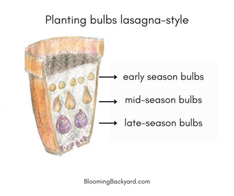 How To Plant A Bulb Lasagna Layering Bulbs For Endless Spring Blooms