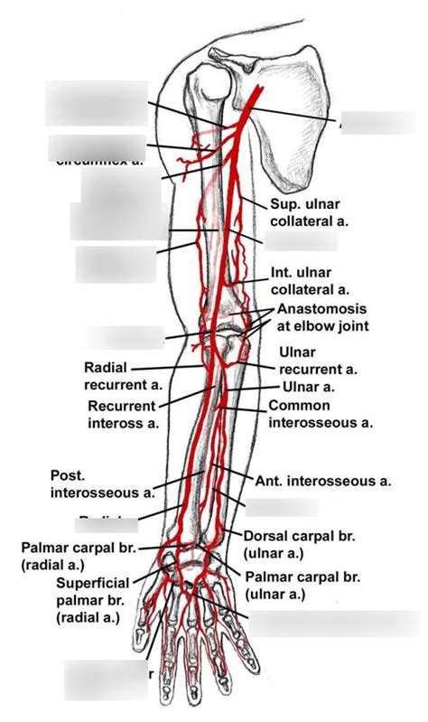 Arteries Of The Arm Diagram Quizlet