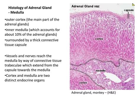 PPT Histology Of Adrenal Gland Medulla PowerPoint Presentation